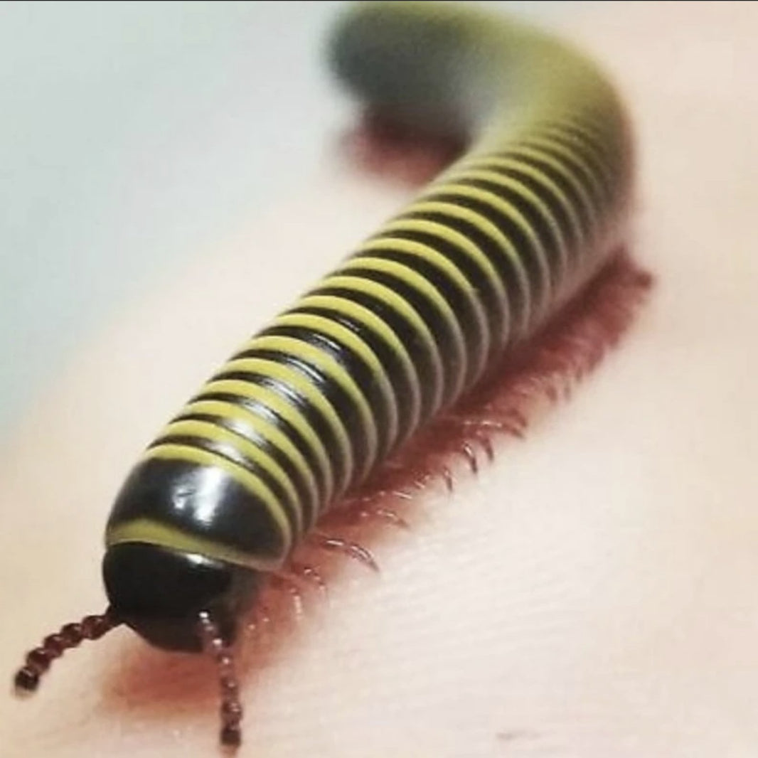 Bumblebee Millipede Facts & Care | Wild Pet Supply