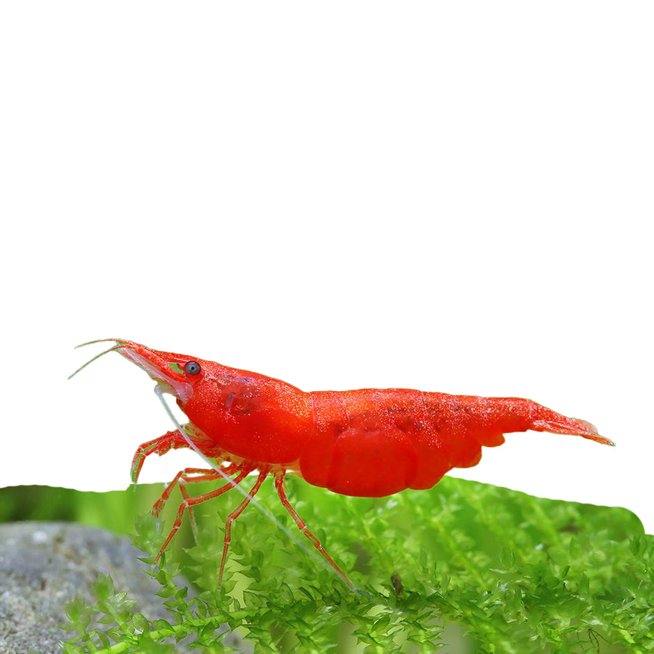 Wild Pet Supply: Online Shopping for Aquariums, Terrariums, More