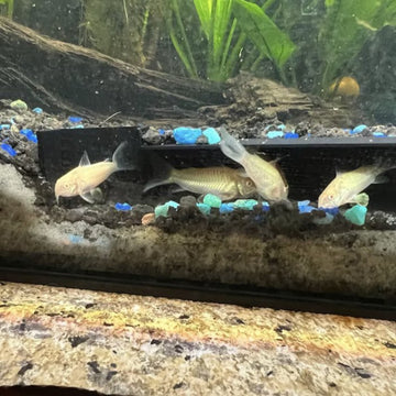 Wild Pet Supply: Online Shopping for Aquariums, Terrariums, More