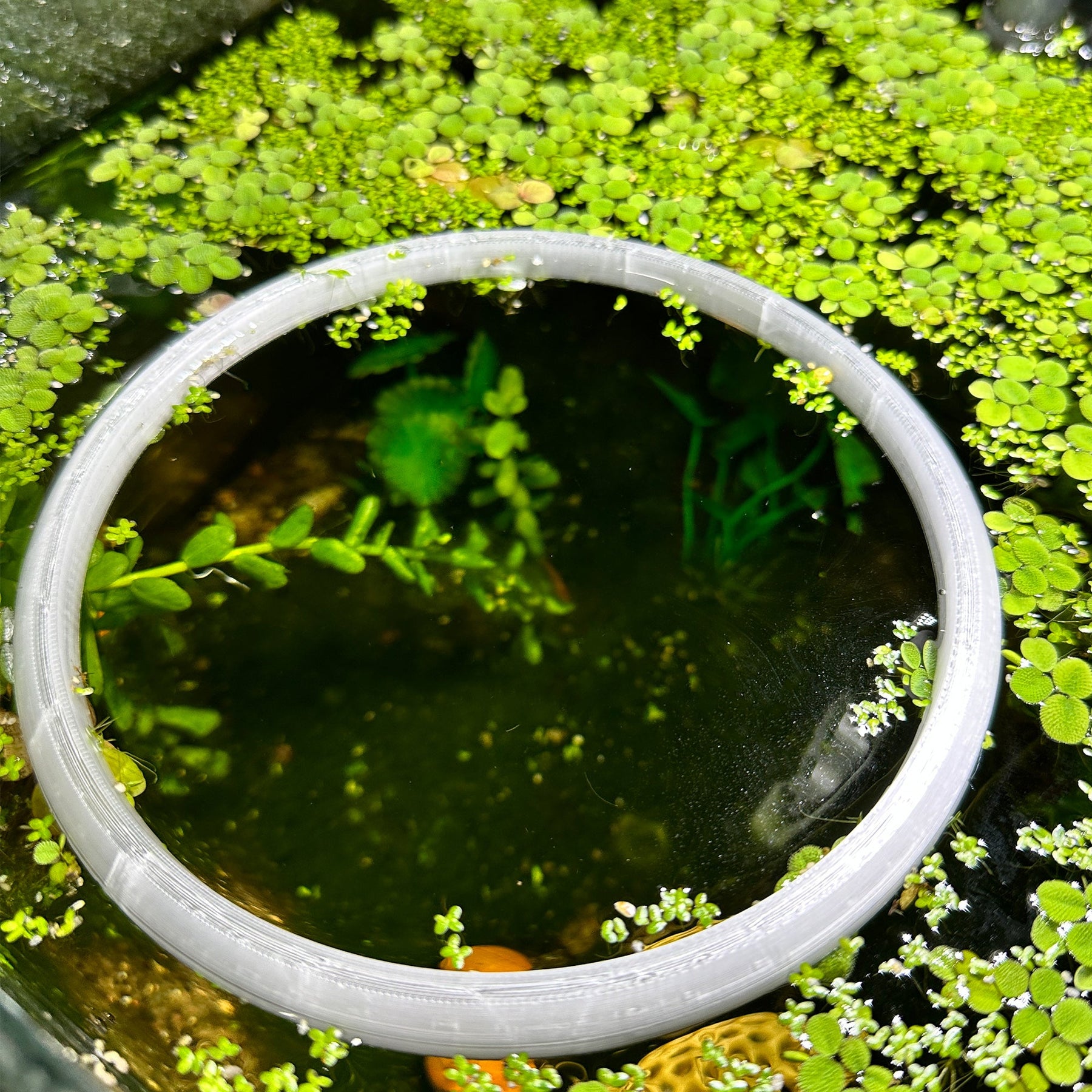 Wild Pet Supply: Online Shopping for Aquariums, Terrariums, More